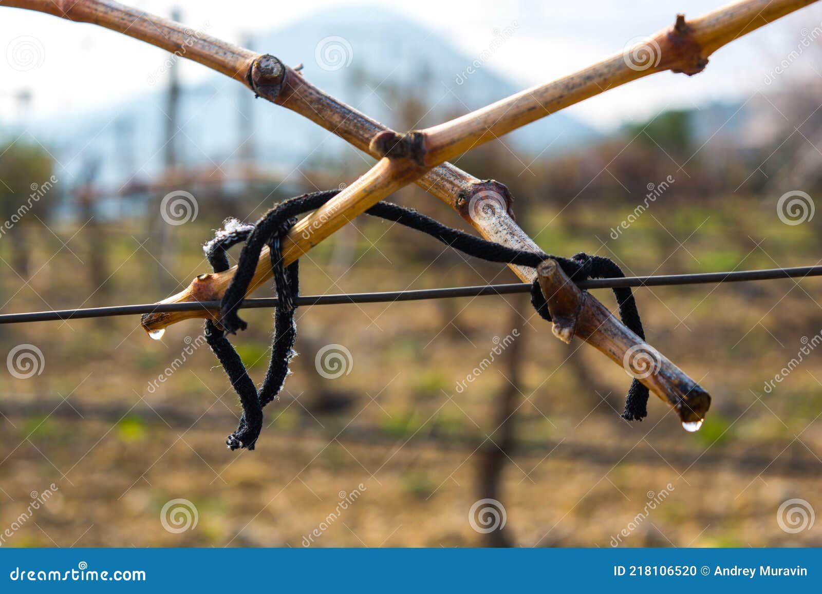Sap flow of grape vines stock photo. Image of soil, farming - 218106520