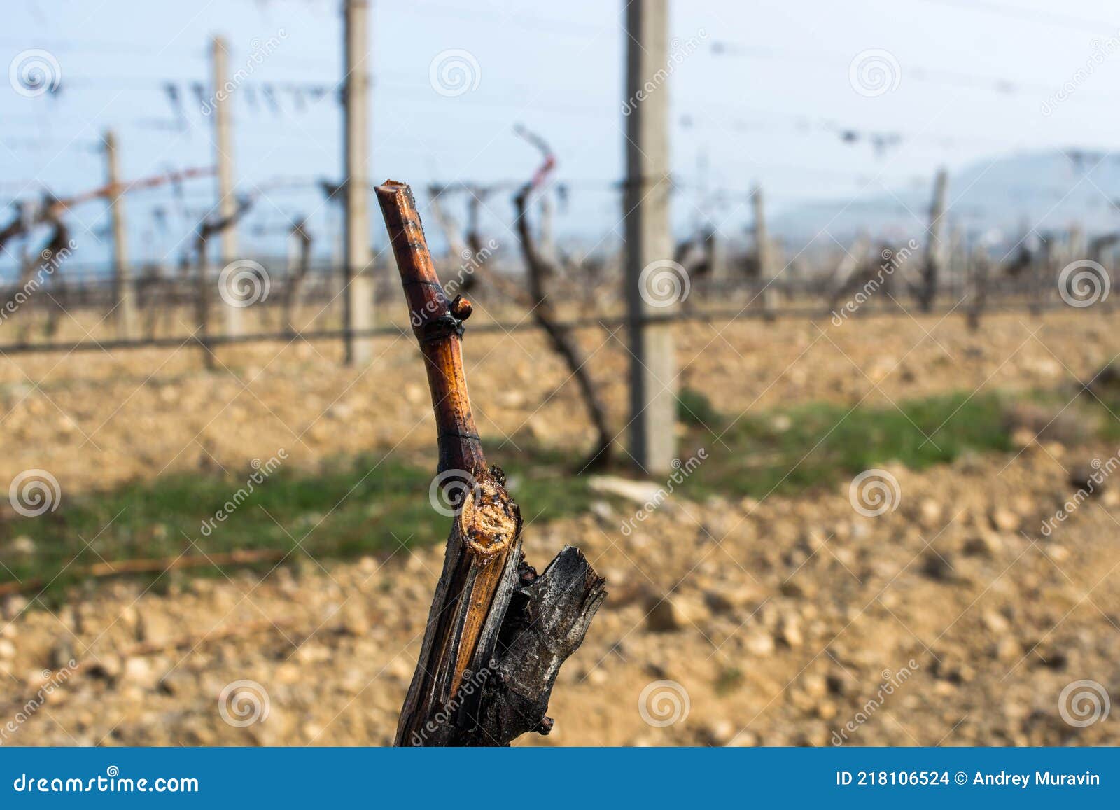 Sap flow of grape vines stock photo. Image of life, cultivation - 218106524