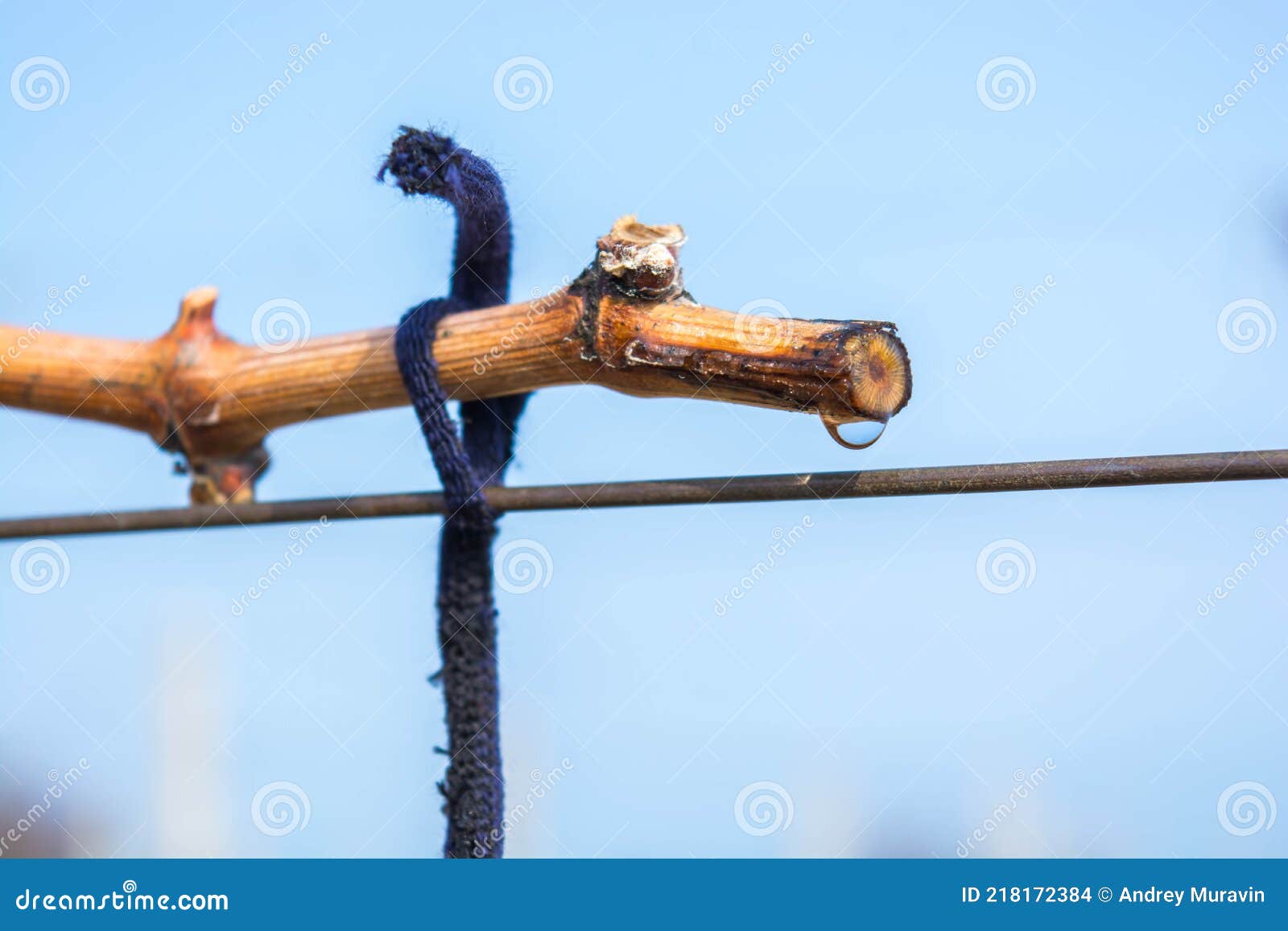 Sap flow of grape vines stock photo. Image of grow, soil - 218172384