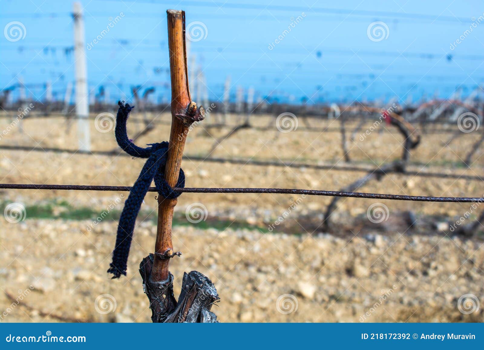 Sap flow of grape vines stock photo. Image of life, cultivation - 218172392
