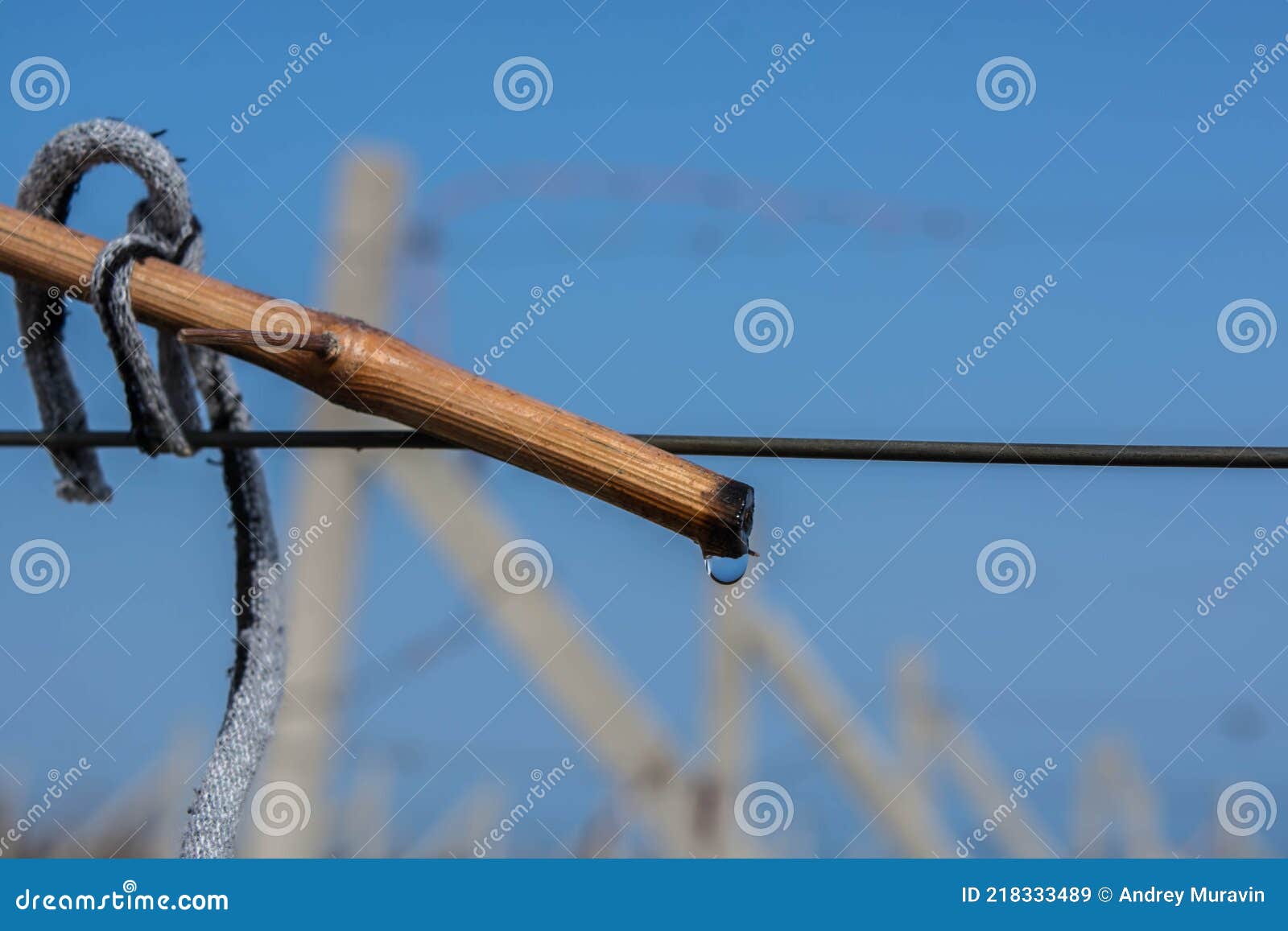 Sap flow of grape vines stock image. Image of agriculture - 218333489
