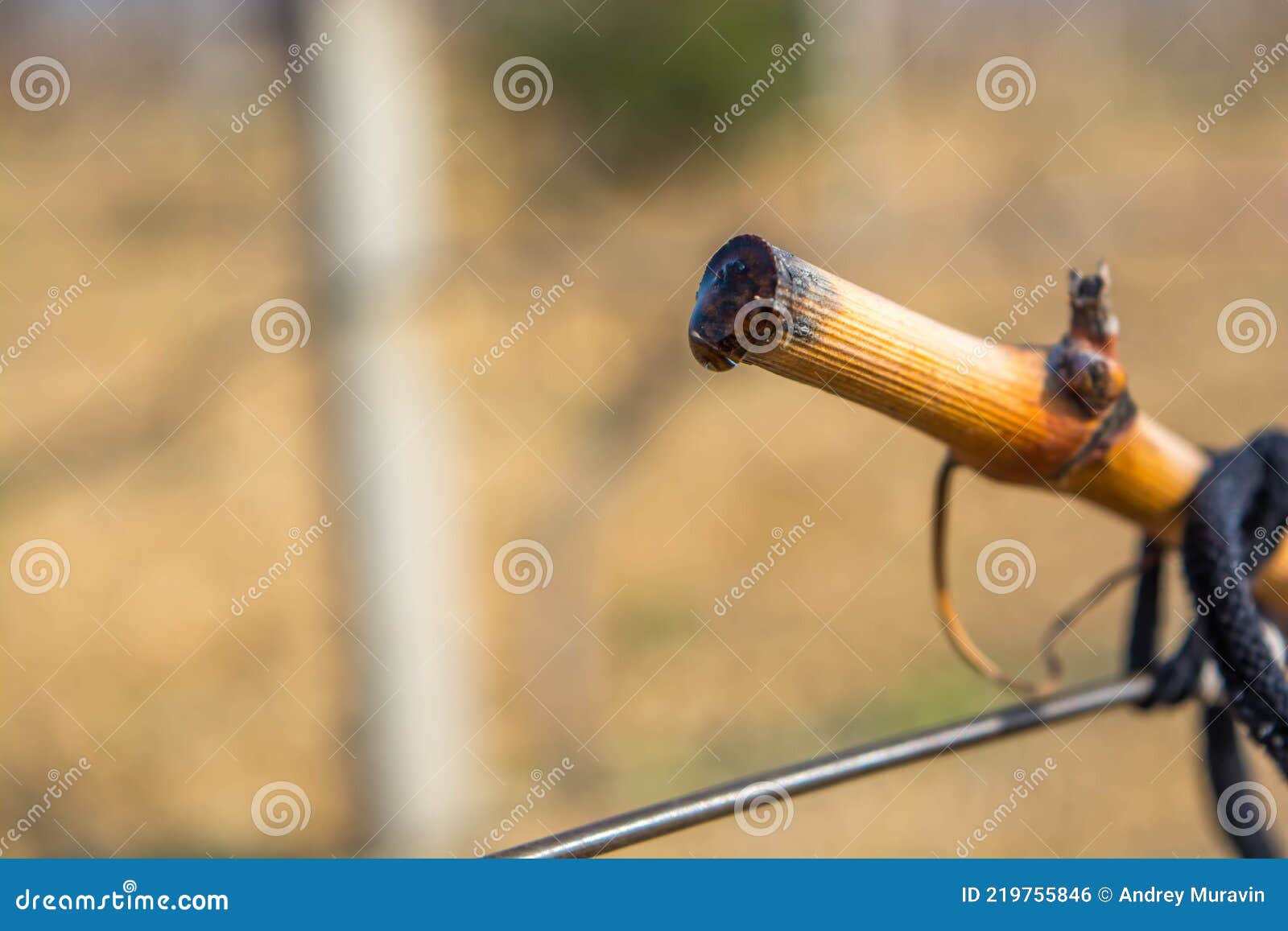 Sap flow of grape vines stock photo. Image of life, foliage - 219755846