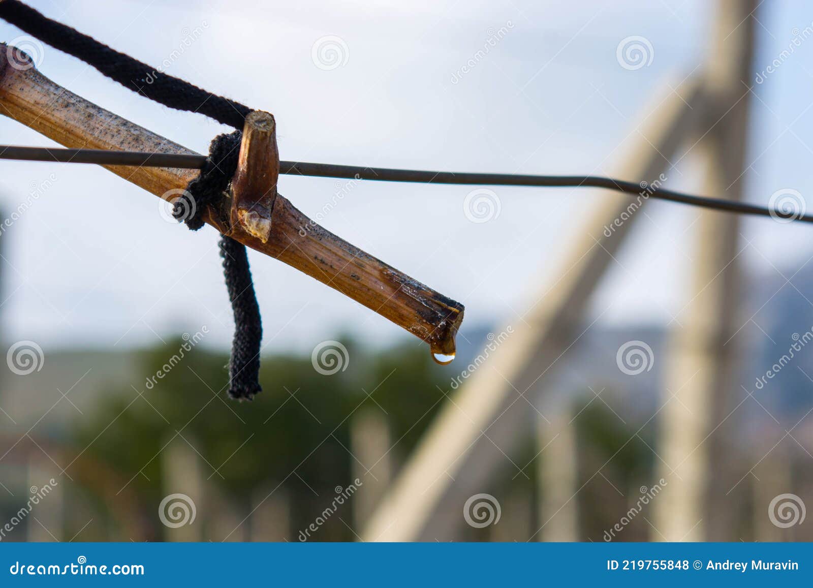 Sap flow of grape vines stock photo. Image of leaf, selective - 219755848