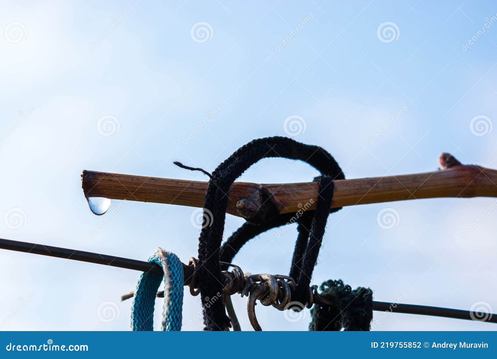 Sap flow of grape vines stock photo. Image of transplant - 219755852