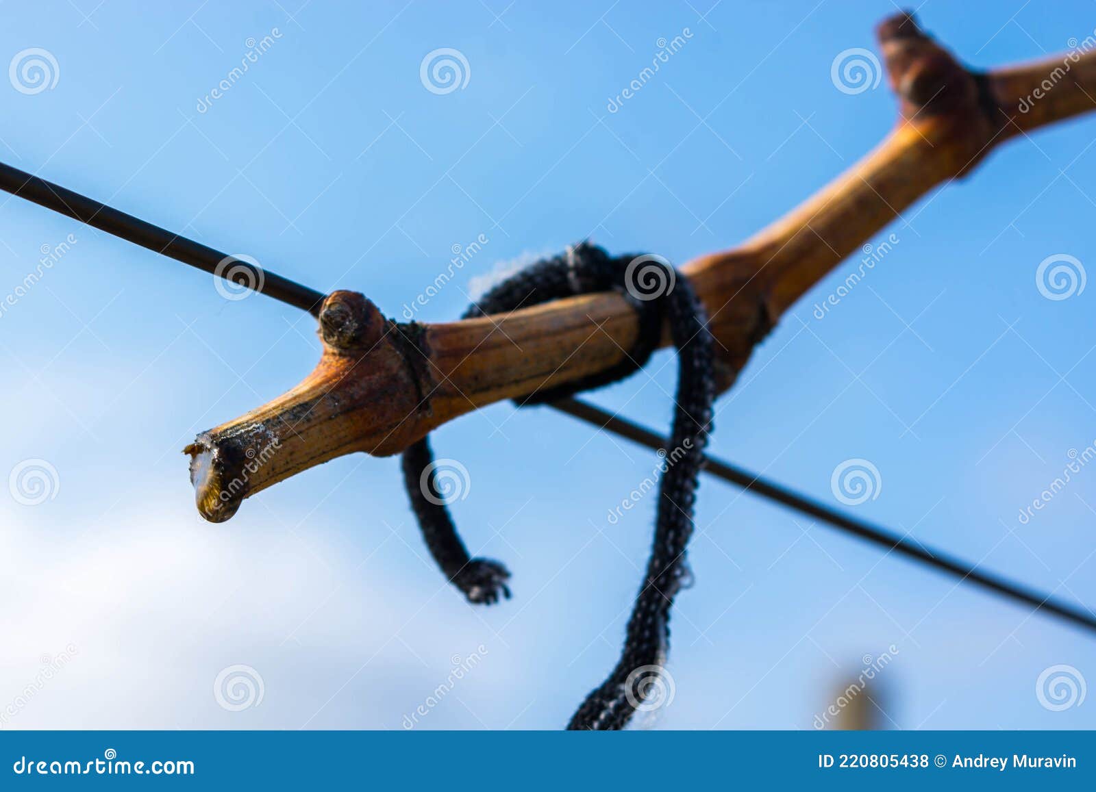 Sap flow of grape vines stock photo. Image of garden - 220805438