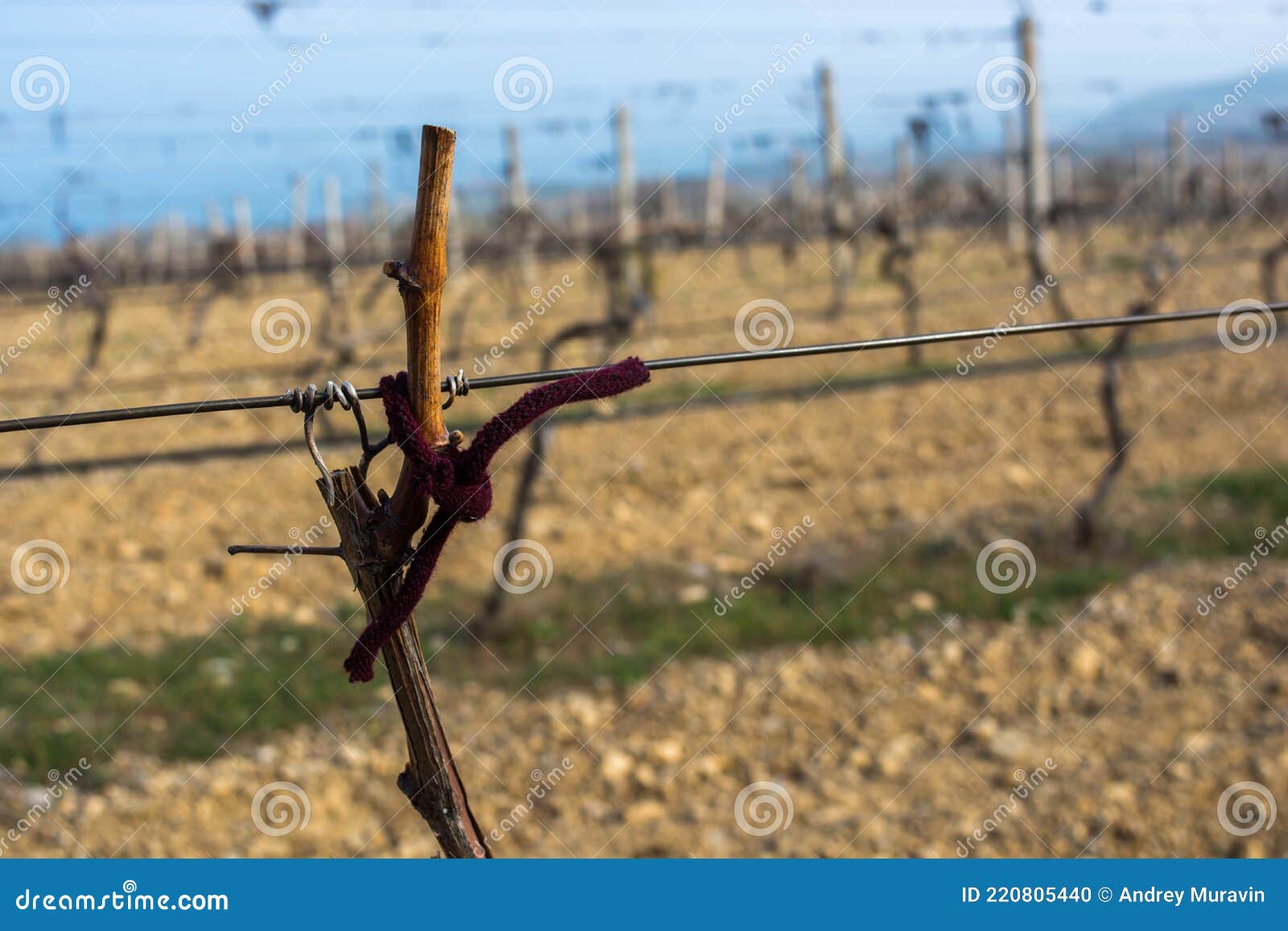 Sap flow of grape vines stock photo. Image of viticulture - 220805440