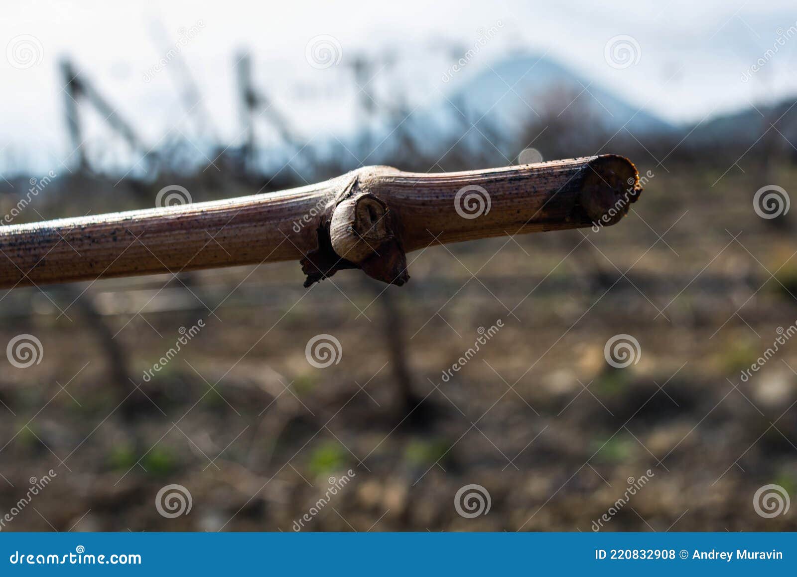 Sap flow of grape vines stock photo. Image of growth - 220832908
