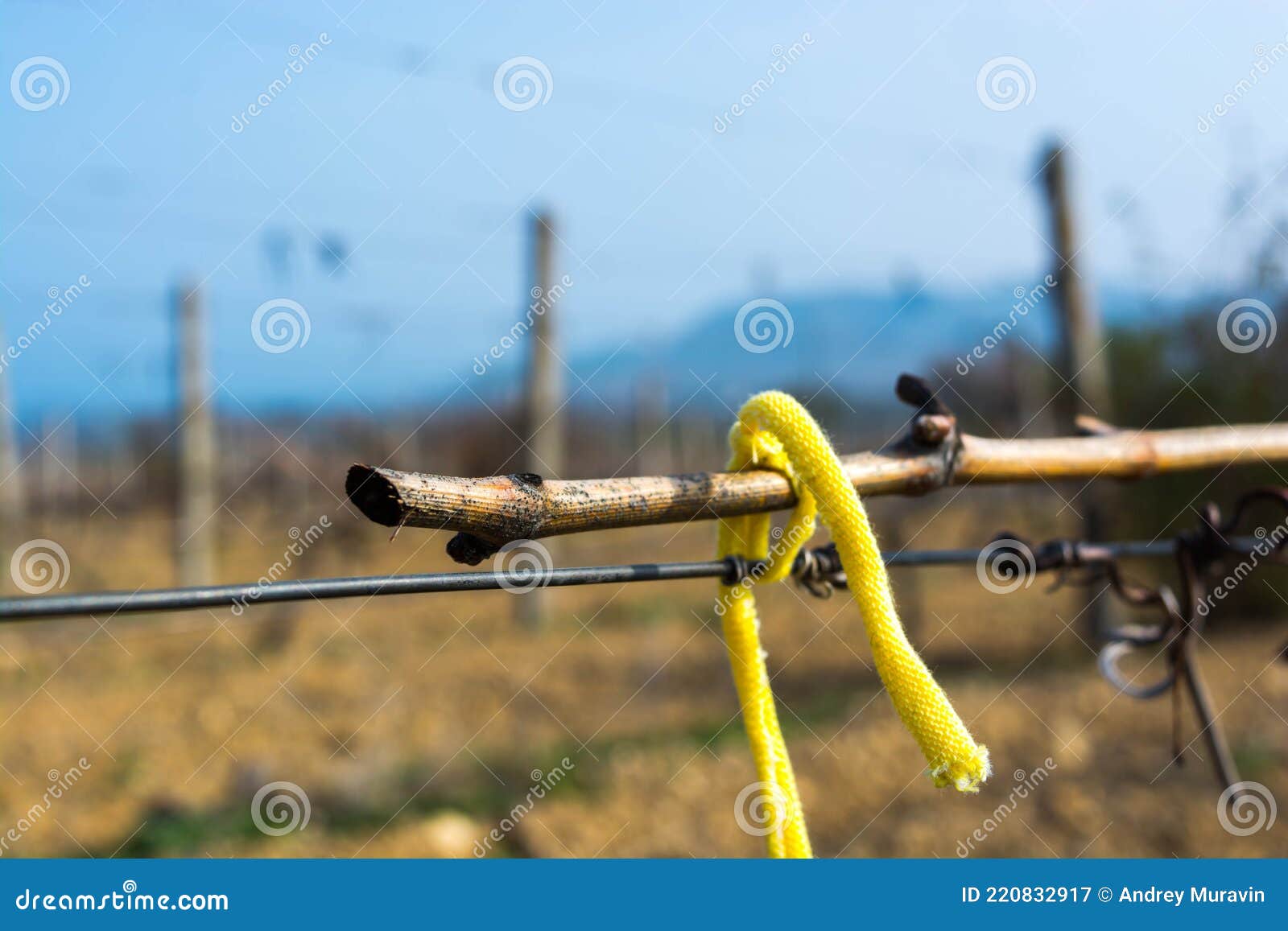 Sap flow of grape vines stock image. Image of annual - 220832917
