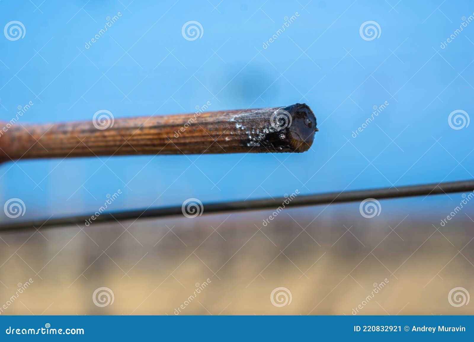 Sap flow of grape vines stock image. Image of selective - 220832921