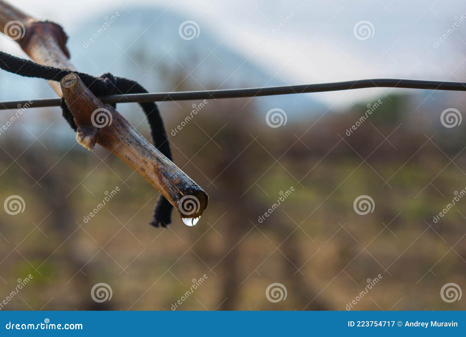 Sap flow of grape vines stock image. Image of gardening - 223754717