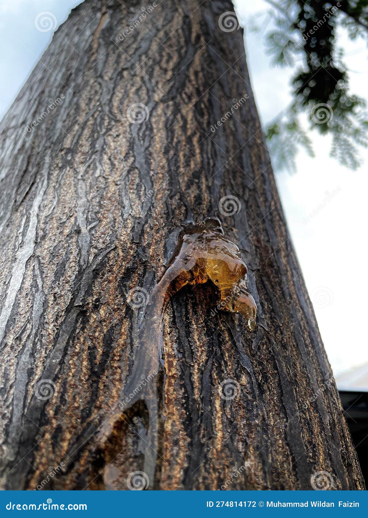 Sap flow from a tree stock photo. Image of texture, nature - 274814172