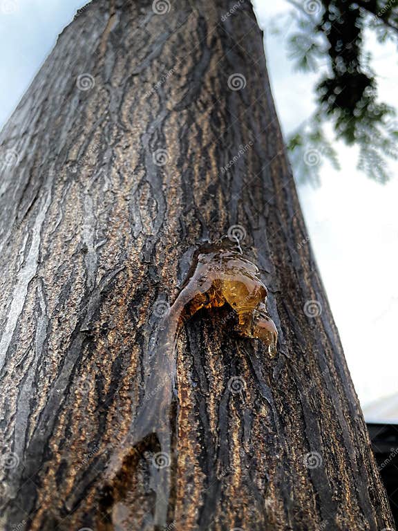 Sap flow from a tree stock photo. Image of texture, nature - 274814172