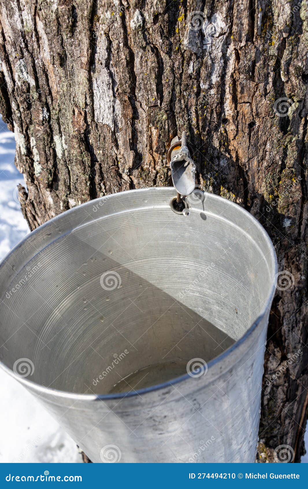 Sap Flowing from Maple Tree into a Pail at Springtime Stock Photo ...