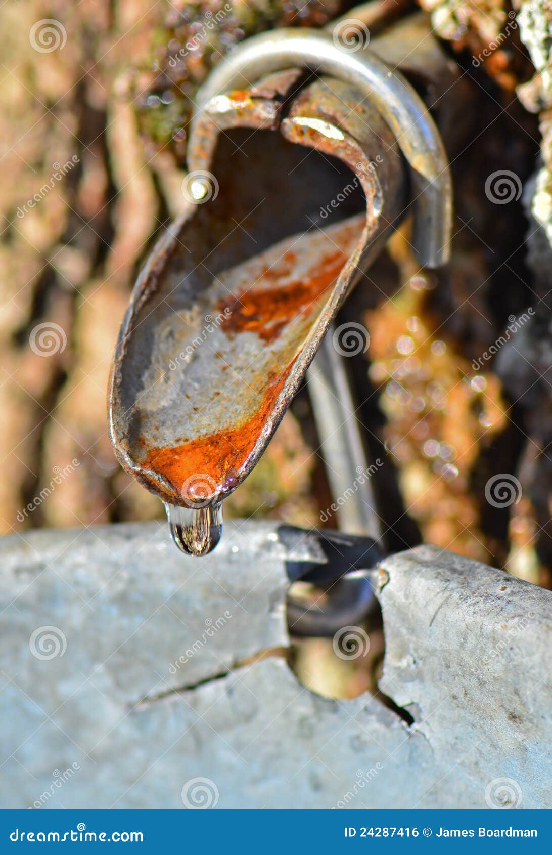 Sap flowing from a tap stock photo. Image of barn, maple - 24287416