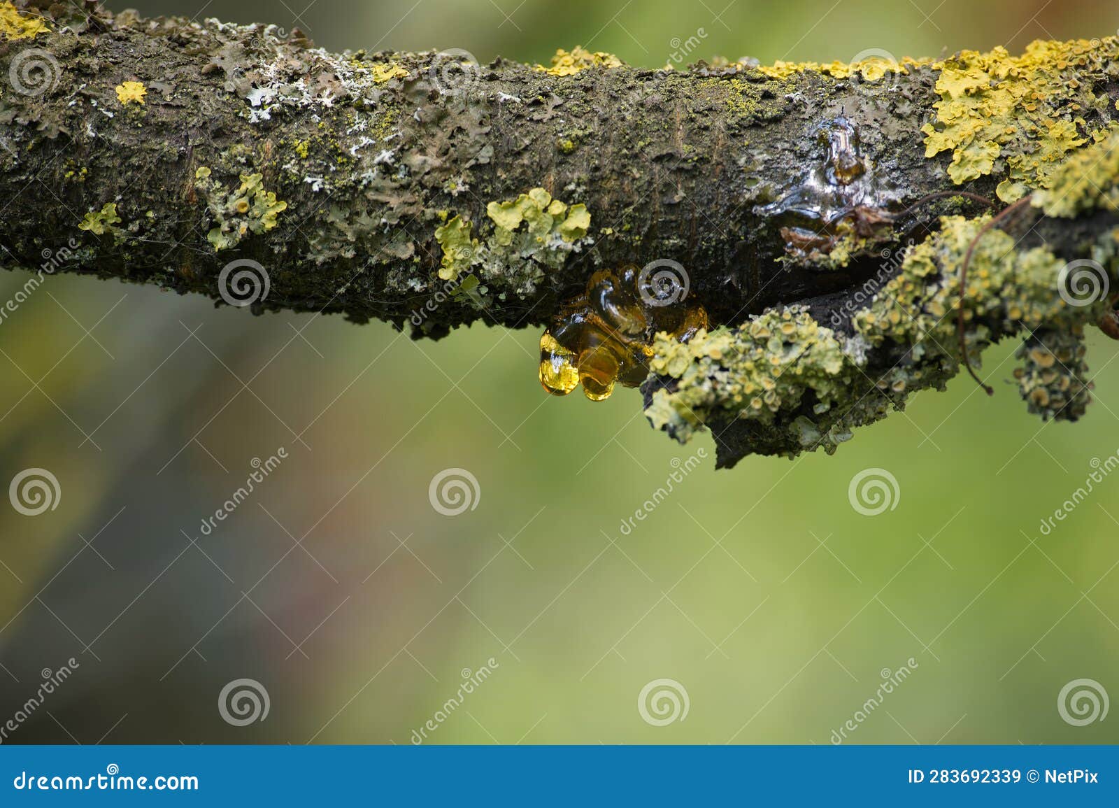 Sap Flows from a Branch of a Cherry Tree Stock Image - Image of ...