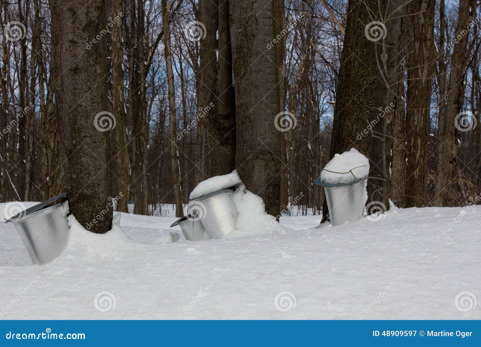 The sap of maple trees. stock image. Image of pail, quebec - 48909597
