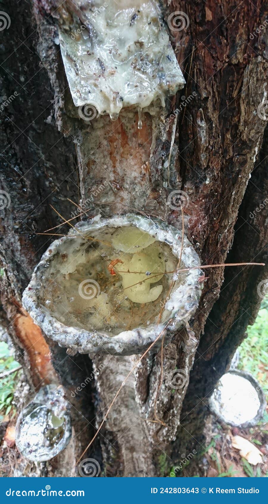 Close-up of Pine Sap in a Container Stock Image - Image of pattern ...