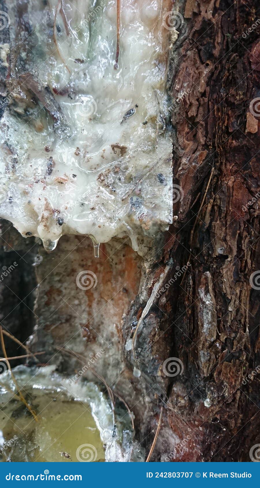 Drops of Pine Sap on Tree Bark Stock Image - Image of construction ...