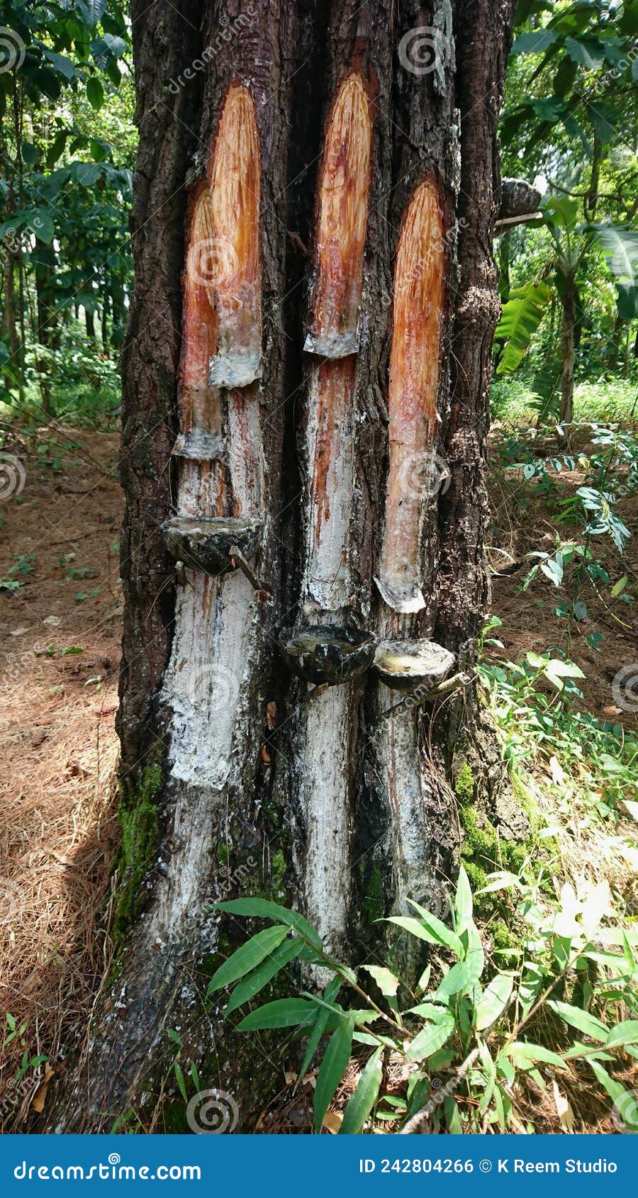 Tapping Pine Sap in the Forest in Three Containers Stock Photo - Image ...