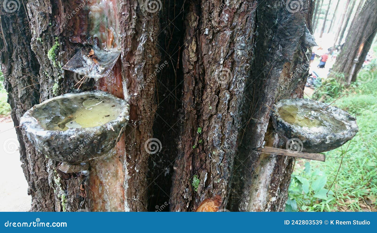 Two Tapping Pine Sap with Two Containers in One Tree Stock Image ...