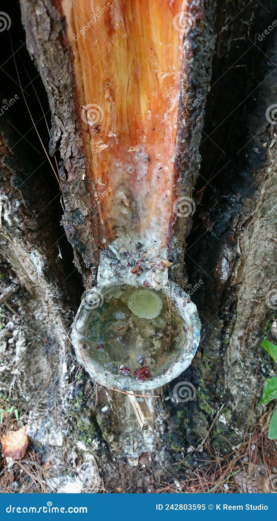 View from Above Pine Resin Tapping with Traditional Containers Stock ...