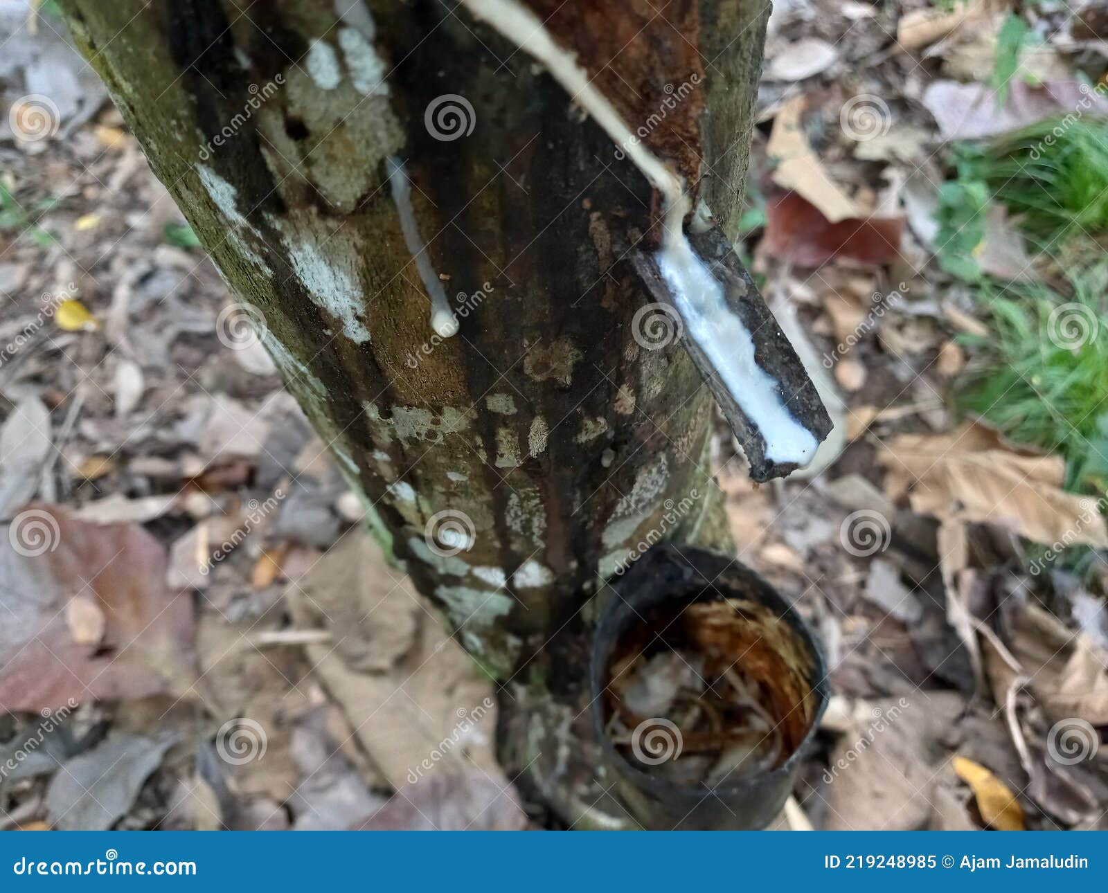 The Sap of the Rubber Tree is Being Collected into a Container. Stock ...
