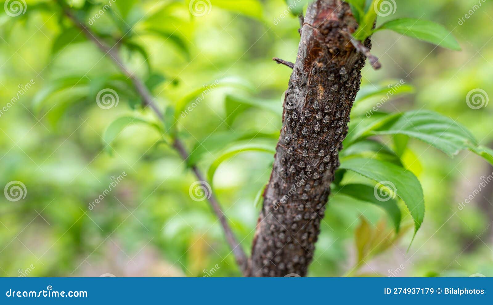 Sap Sucking Scale Insect on a Plum Fruit Tree Branch Closeup. Selective ...