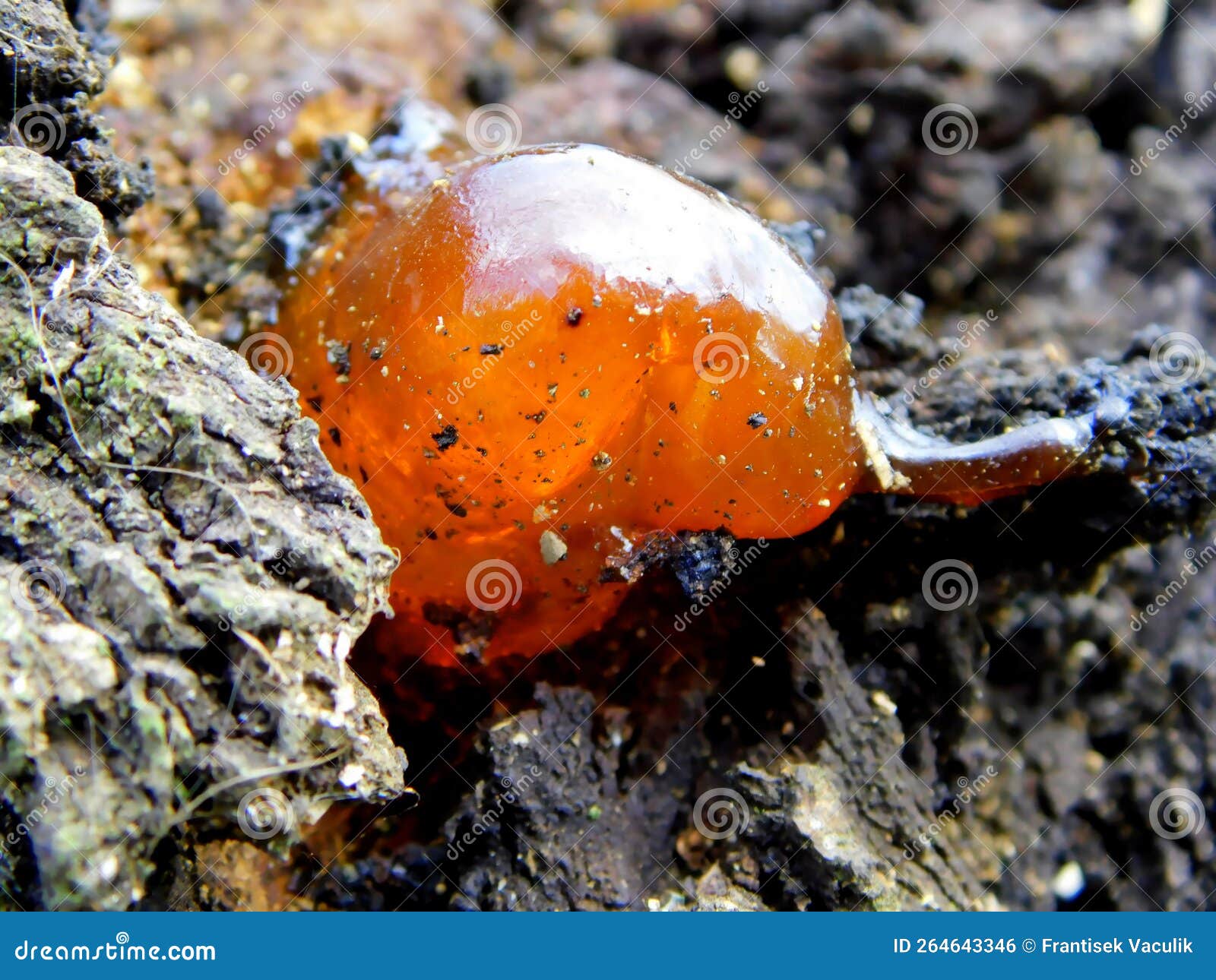 The Sap of the Tree Flows Out Stock Photo - Image of bark, solidified ...