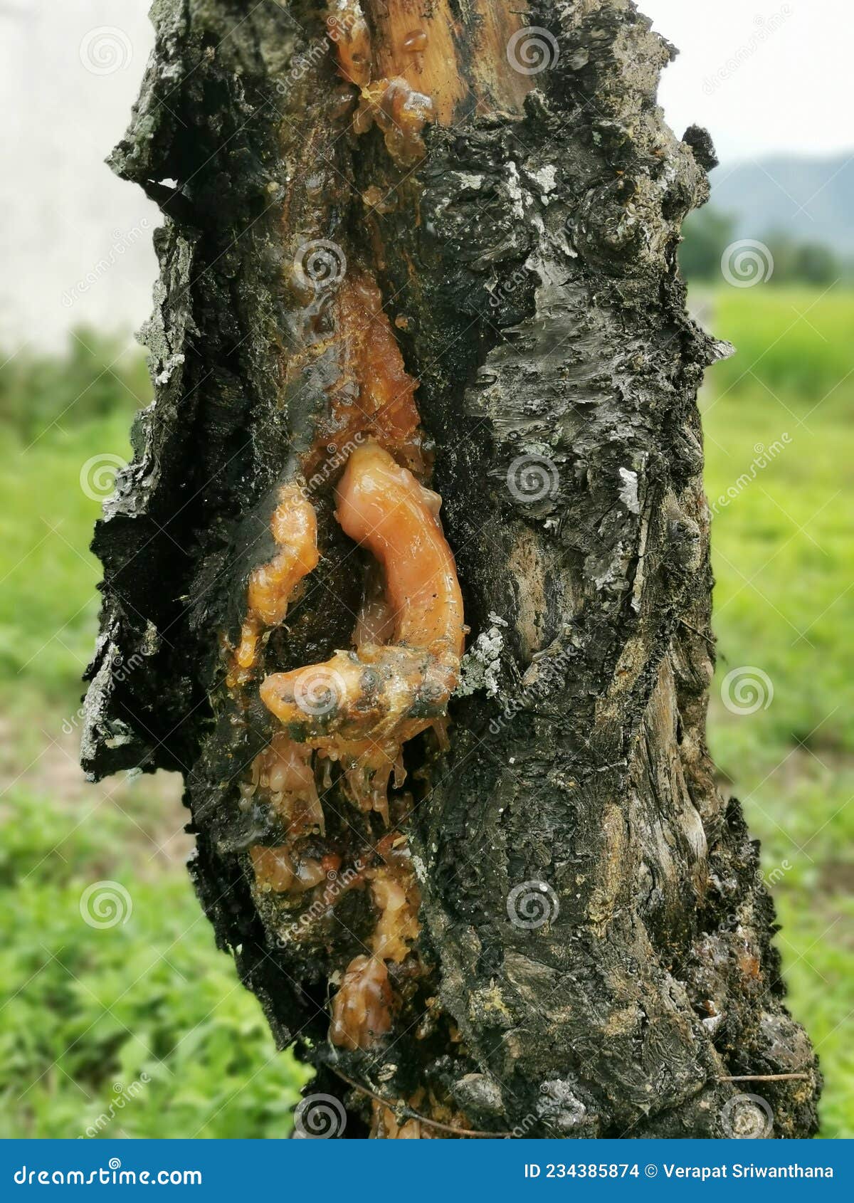 Sap on the Tree Was Gushed Out Stock Photo - Image of treatment, flow ...