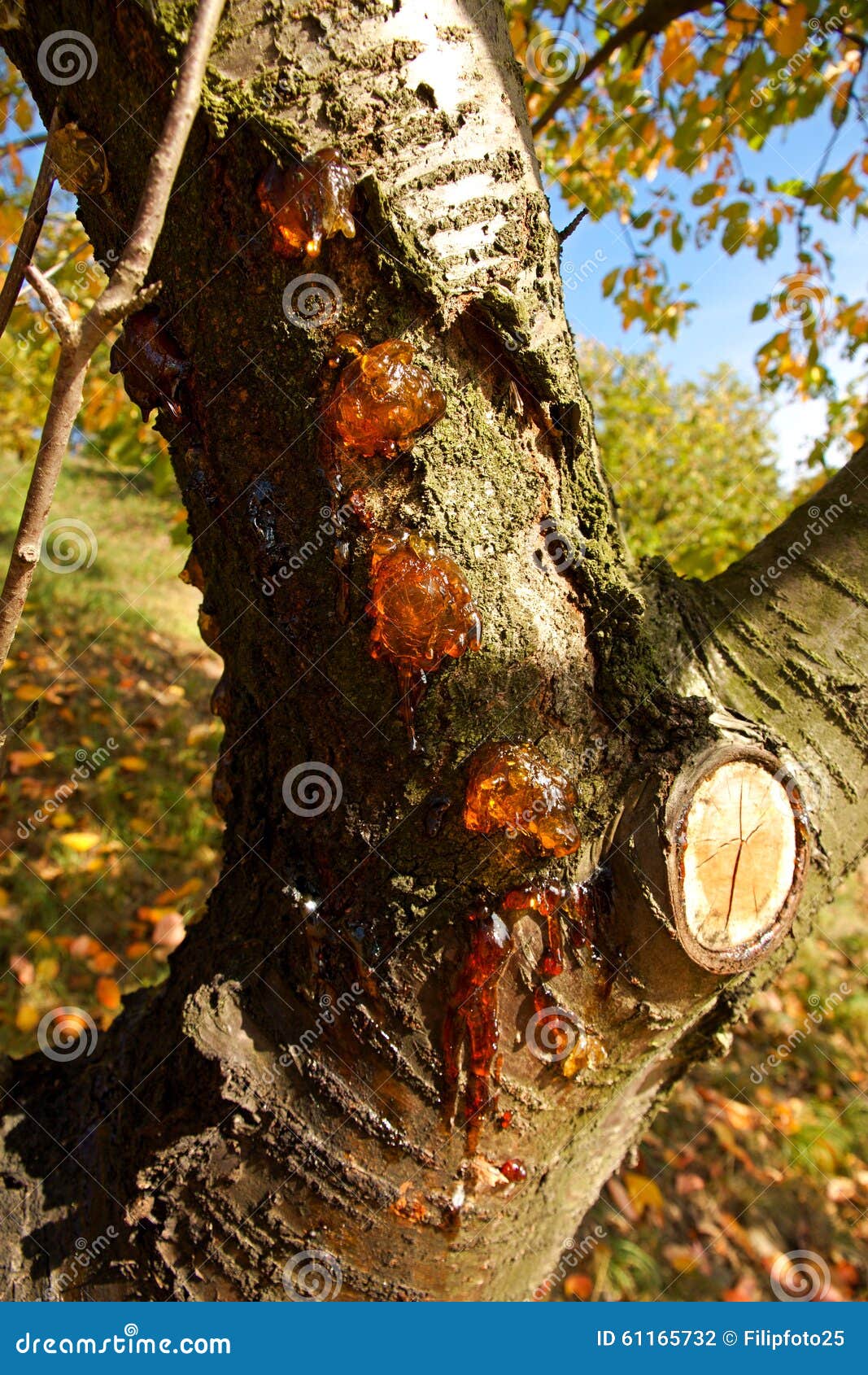 Sap the trunk stock photo. Image of brown, timber, sunlight - 61165732