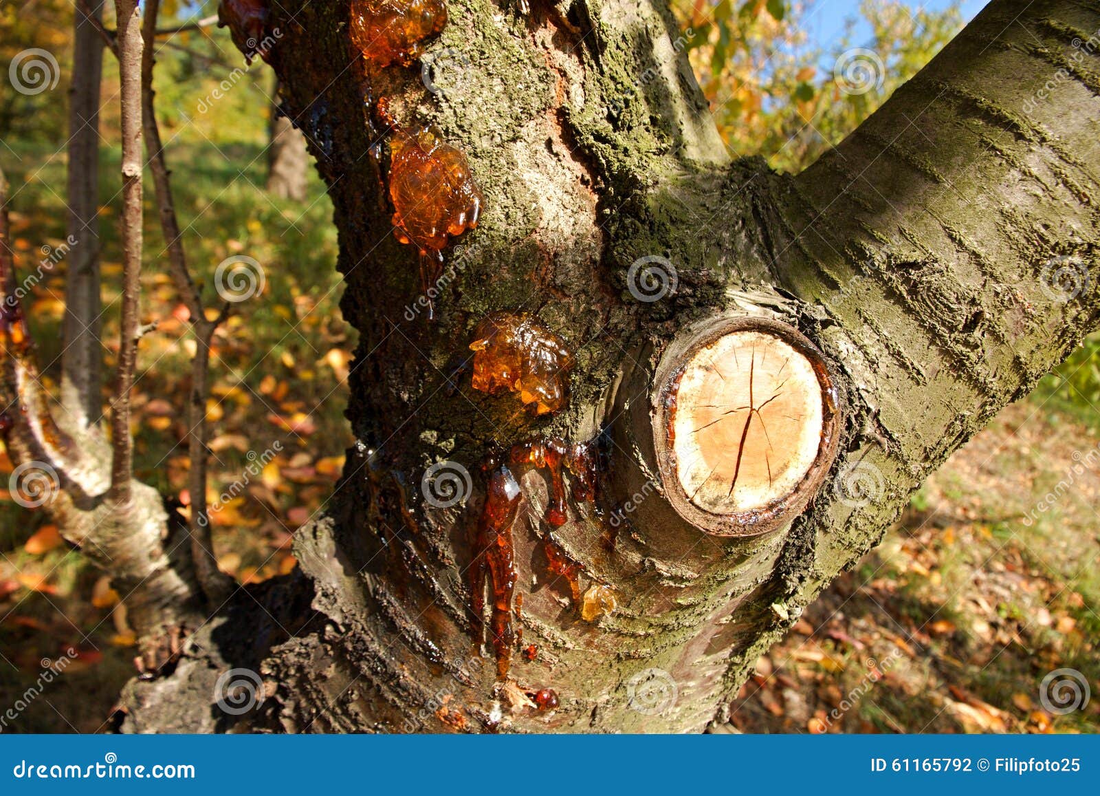 Sap the trunk stock photo. Image of oozing, liquid, beauty - 61165792