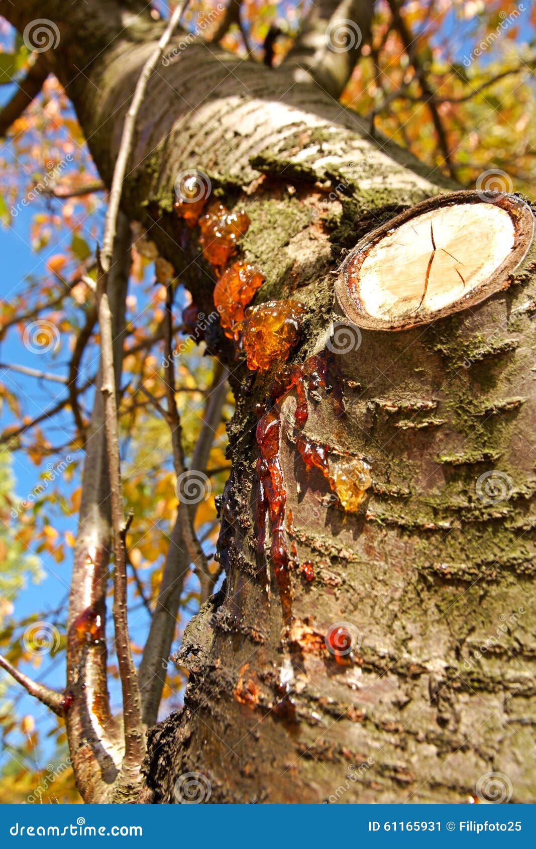 Sap the trunk stock image. Image of beauty, drip, nature - 61165931