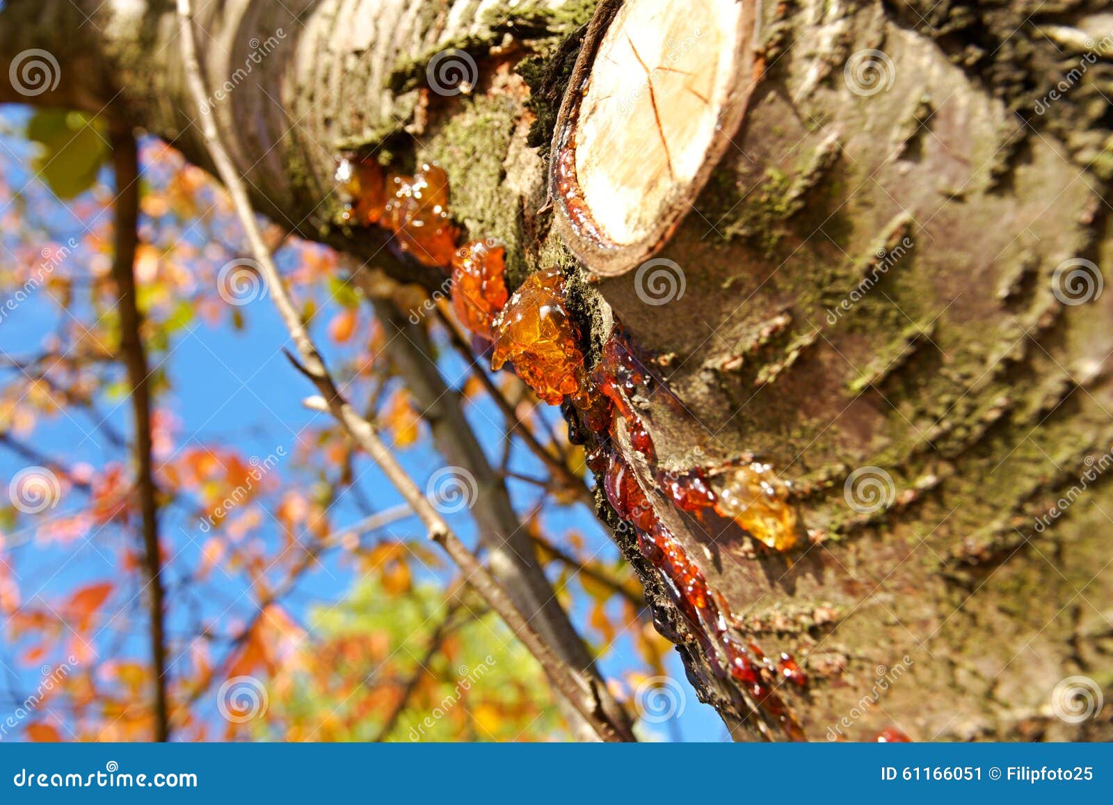 Sap the trunk stock image. Image of autumn, resin, natural - 61166051