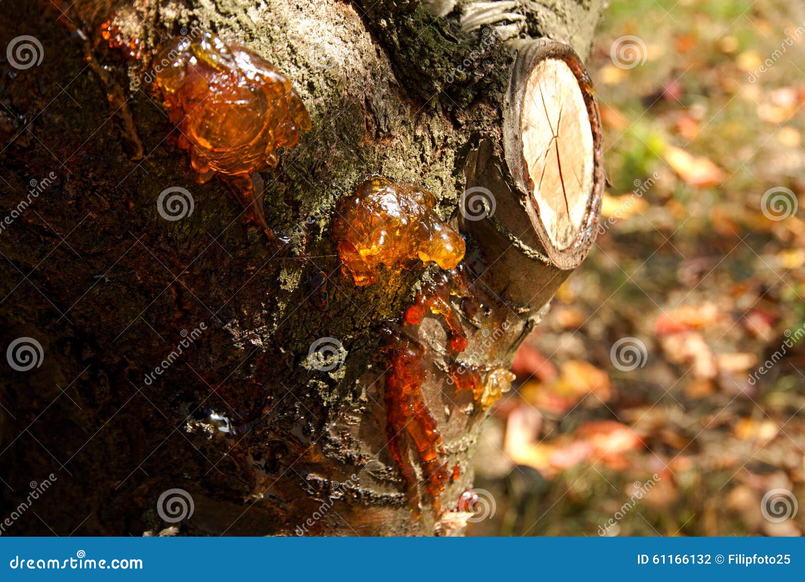 Sap the trunk stock photo. Image of sunlight, detail - 61166132