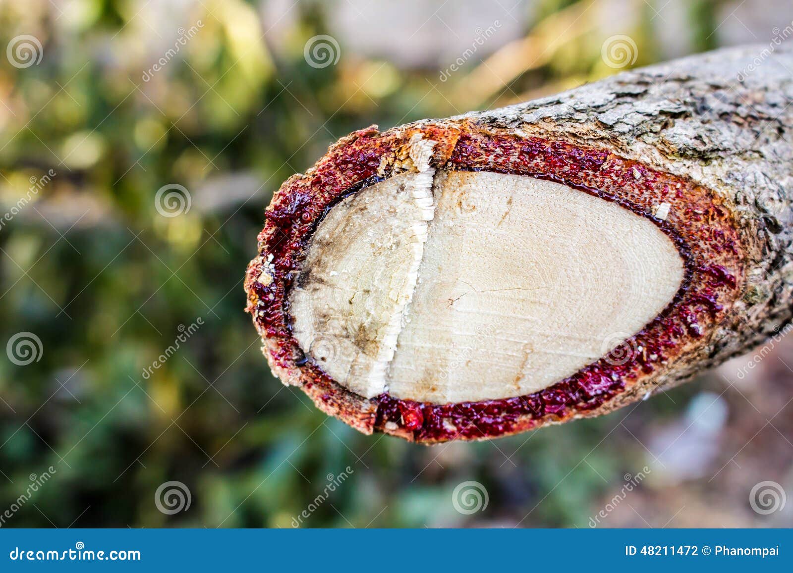 Sap stock photo. Image of condition, tree, nature, trunk - 48211472