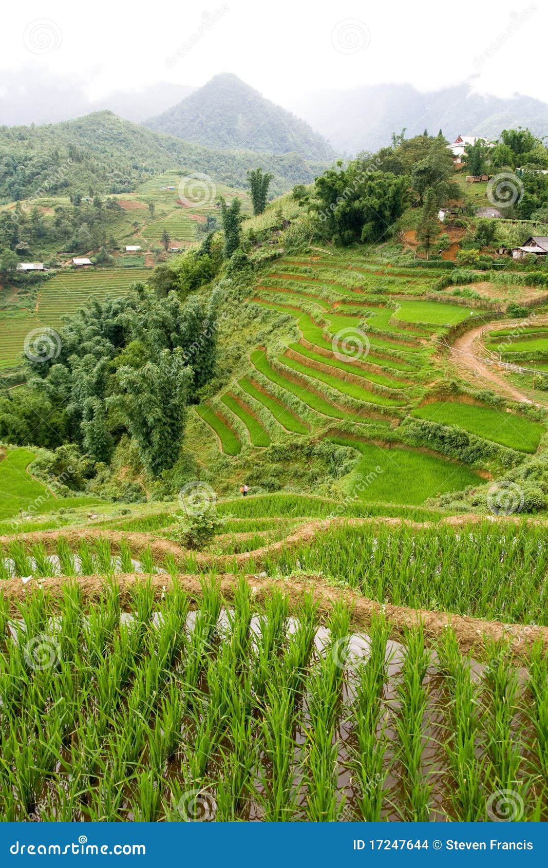 Sapa Rice Paddy stock photo. Image of macro, farm, highlands - 17247644