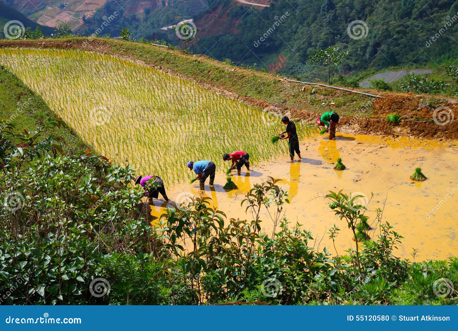 Sapa rice terraces Vietnam editorial image. Image of farmers - 55120580