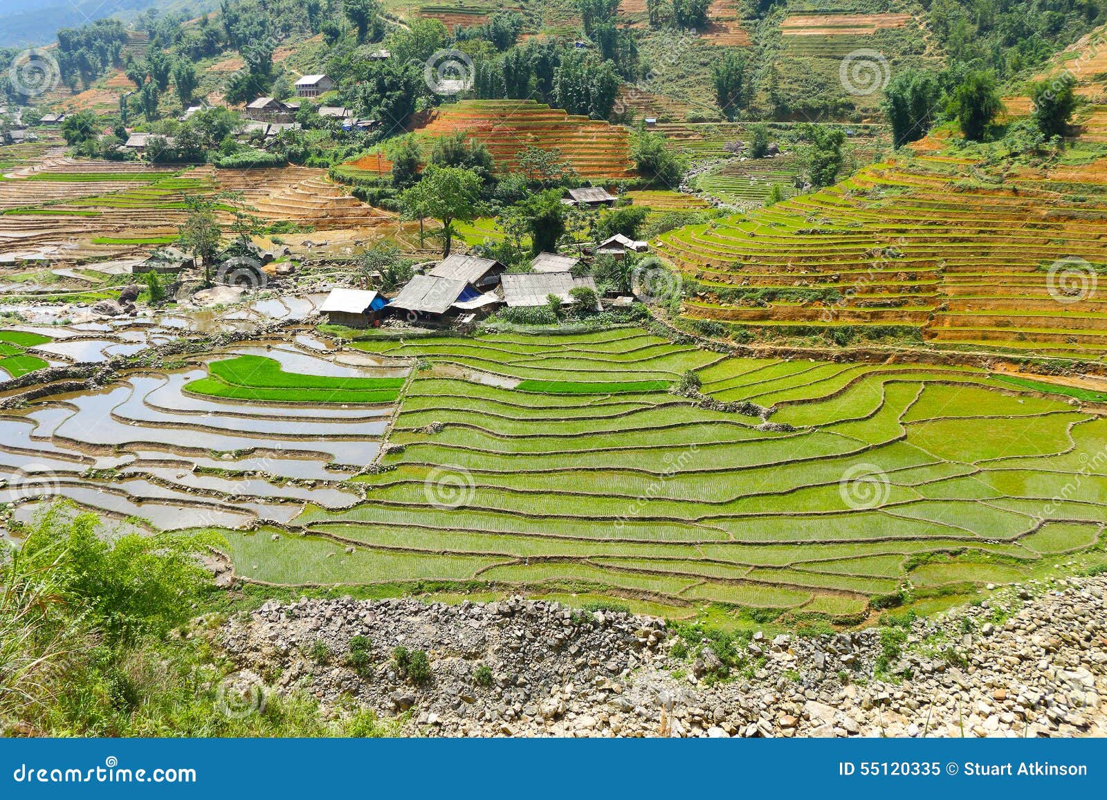 Sapa rice terraces Vietnam stock image. Image of paddy - 55120335