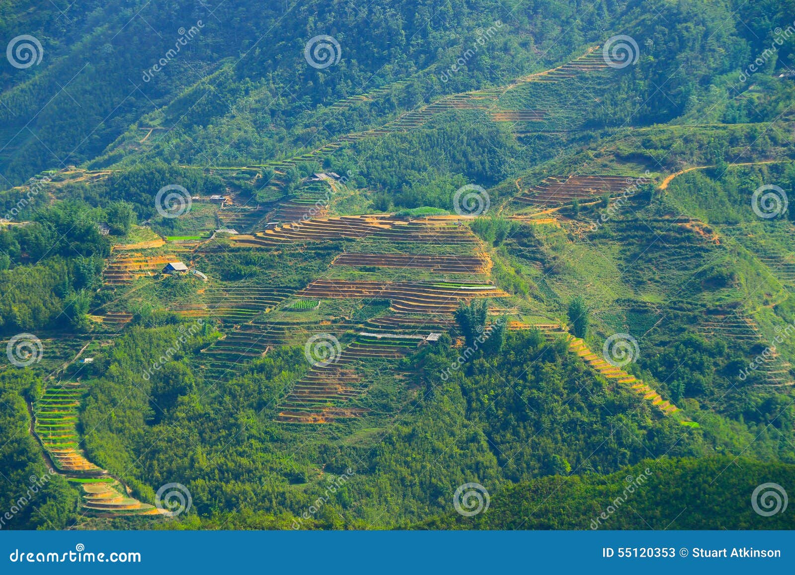 Sapa rice terraces Vietnam stock image. Image of grows - 55120353