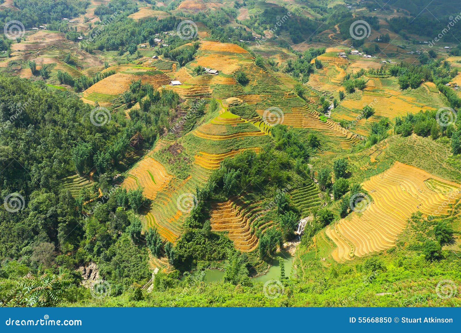 Sapa rice terraces Vietnam stock photo. Image of local - 55668850