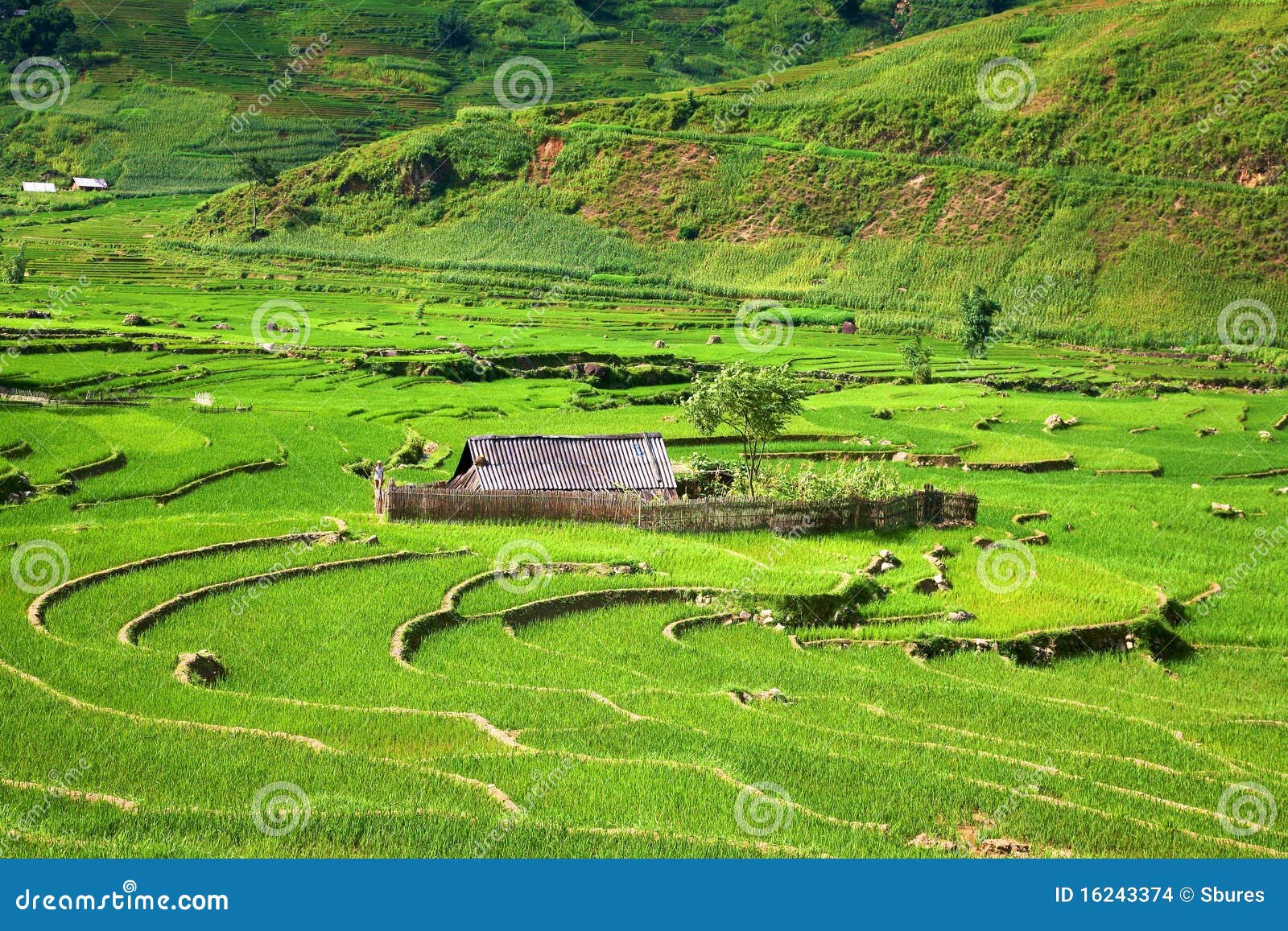 Sapa, Vietnam stock photo. Image of culture, grass, asia - 16243374