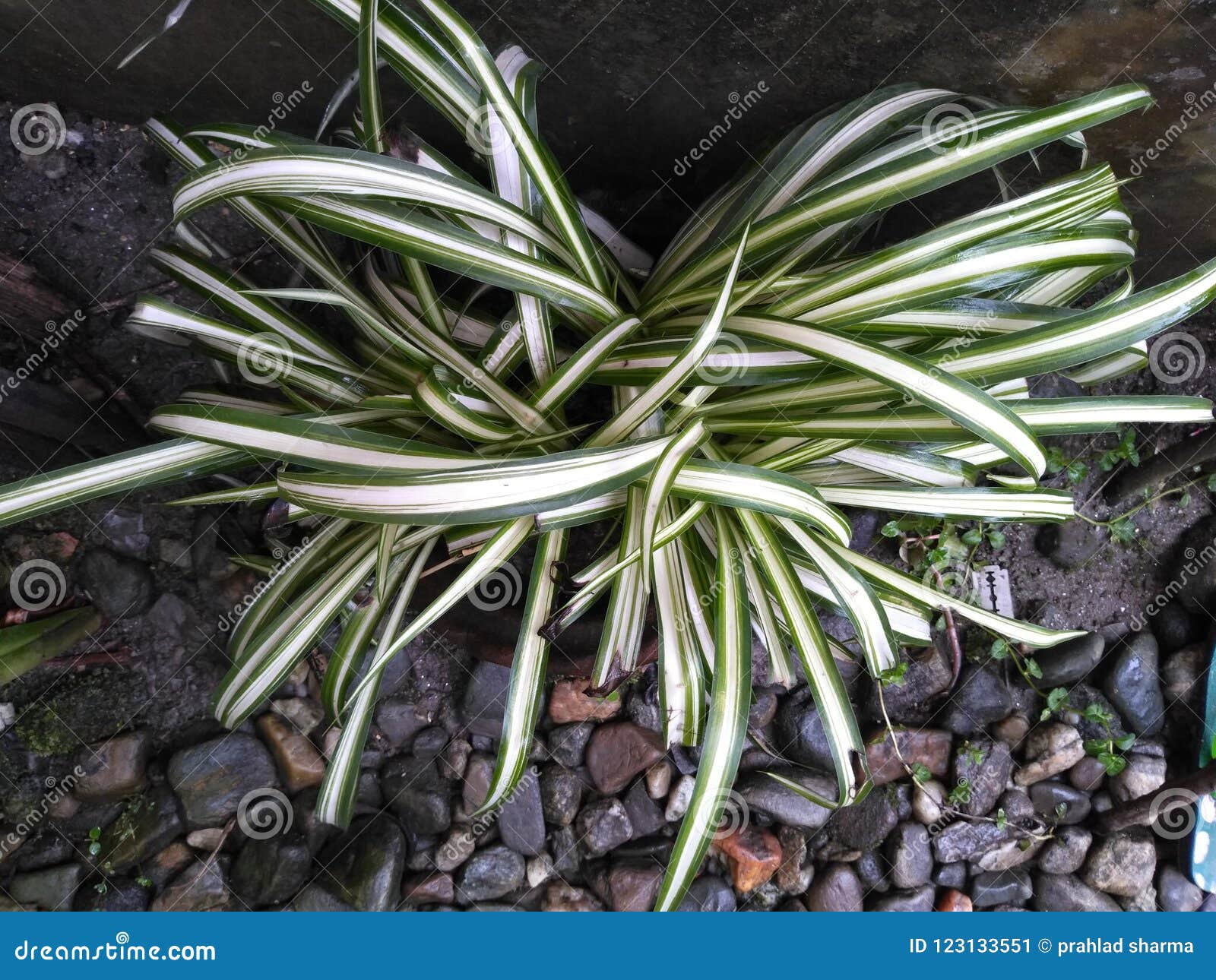 Sapera plant stock image. Image of sapera, padena, plant - 123133551