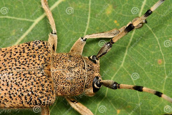 Saperda carcharias 2 stock image. Image of poplar, head - 1464339