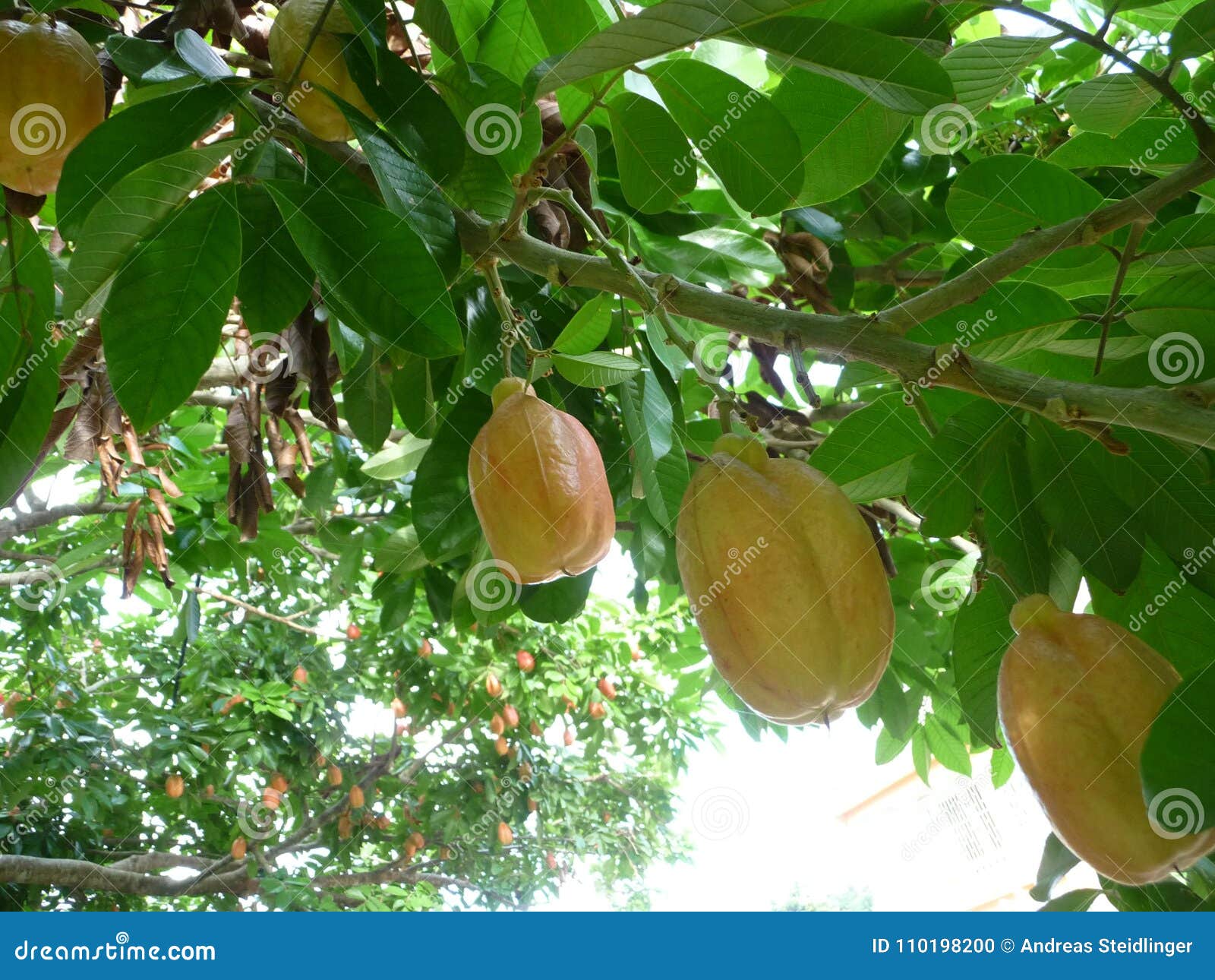 Sapida Akee del Blighia foto de archivo. Imagen de mayoritariamente ...