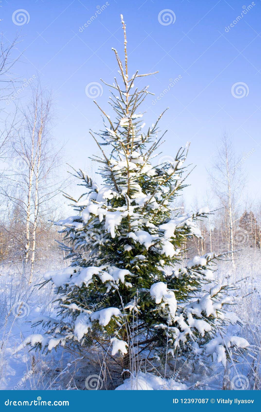 Sapin dans la neige image stock. Image du cache, lumière - 12397087