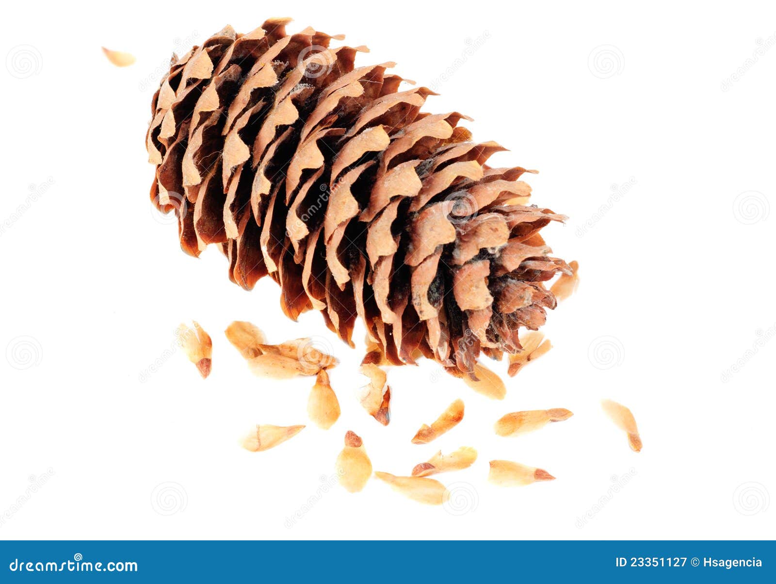 Sapin De Cône Avec Des Graines Sur Un Blanc Image stock - Image du ...