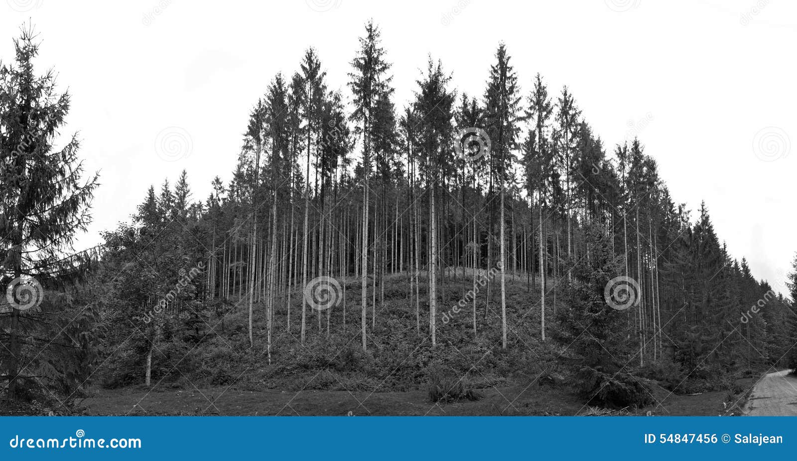 Sapin vert, forêt de sapin photo stock. Image du conifére - 54847456