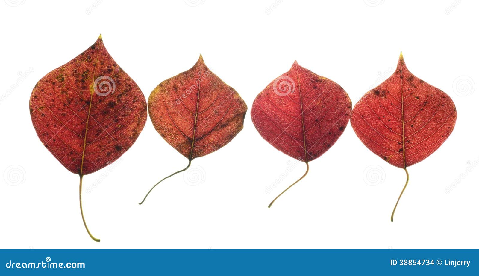 Sapium leaves stock photo. Image of foliage, lush, nature - 38854734