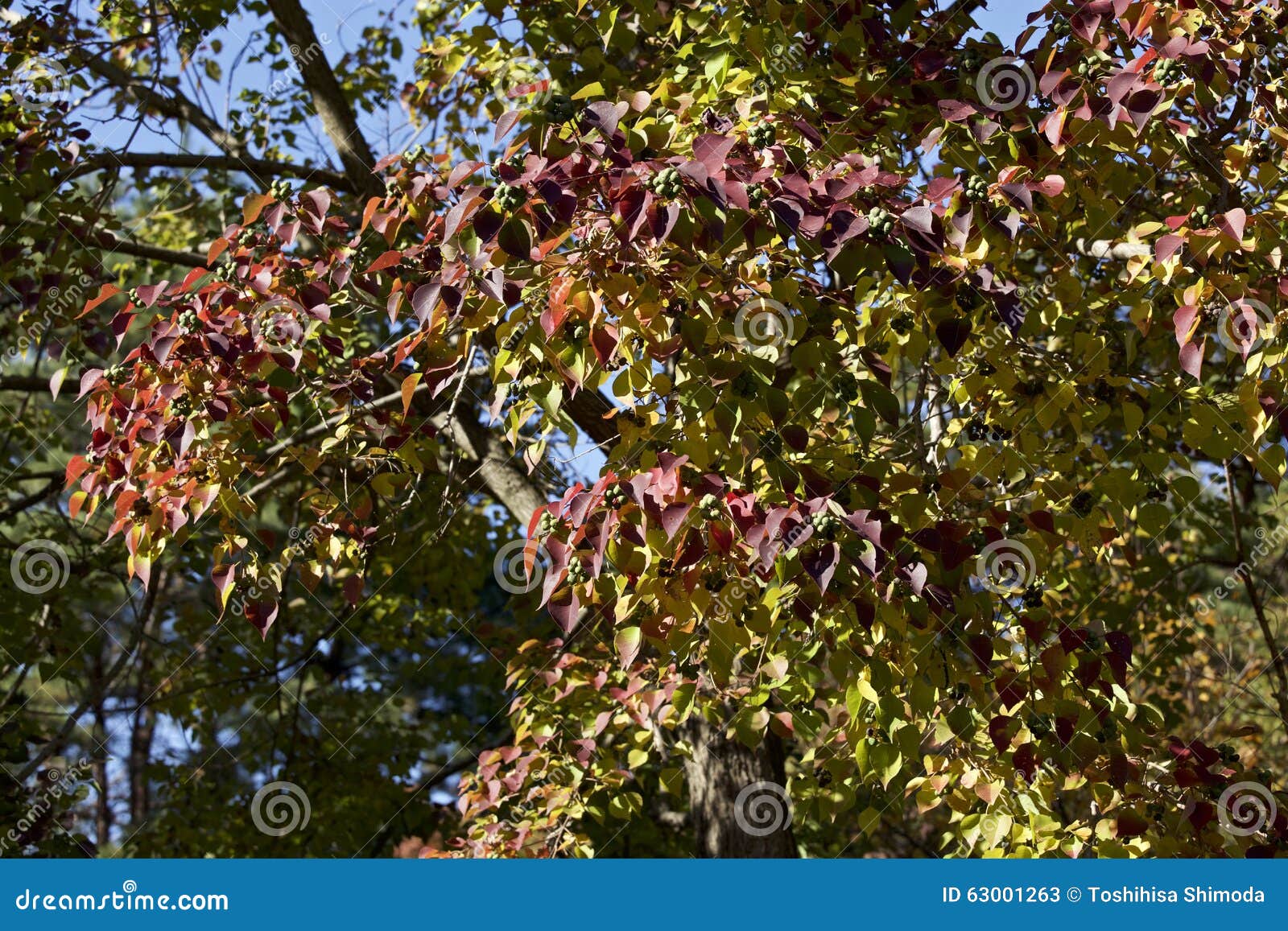Sapium sebiferum stock image. Image of beautifulness - 63001263