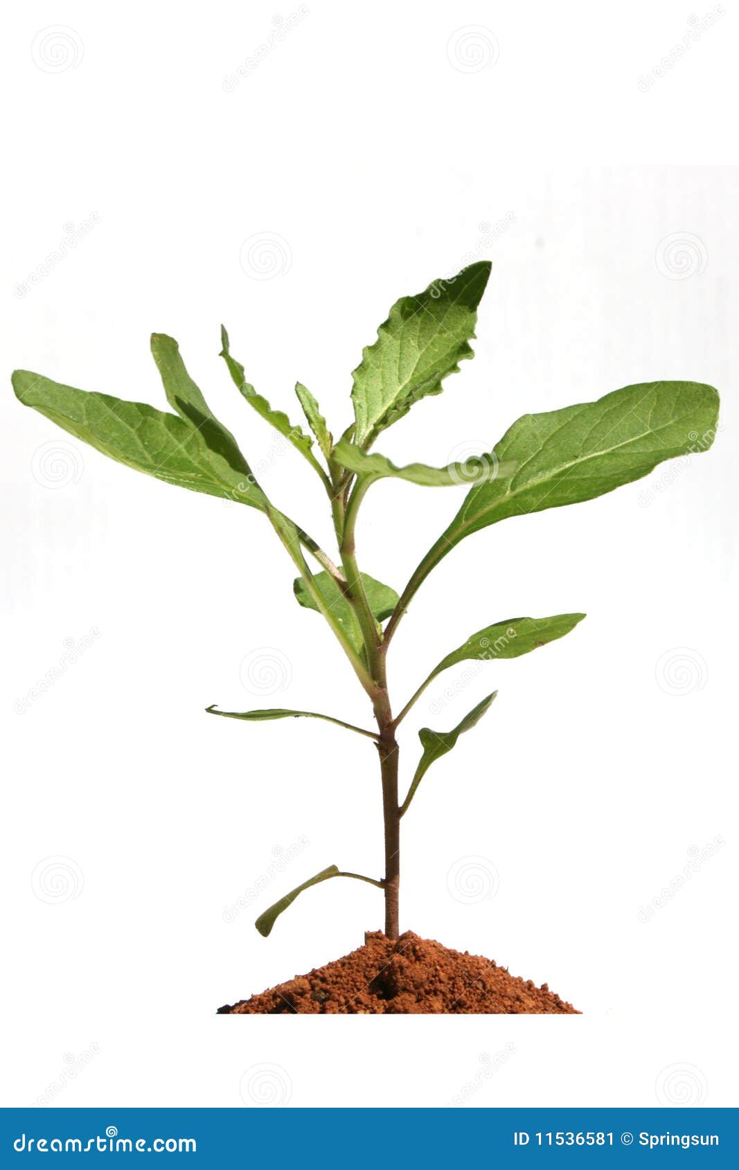 Sapling stock image. Image of growth, spring, evolution - 11536581